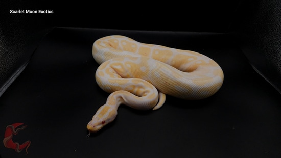 Rescued Albino Ball Python by Scarlet Moon Exotics