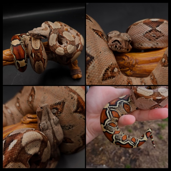Pure Colombian (Ice Line) Boa Constrictor by Scarlet Moon Exotics