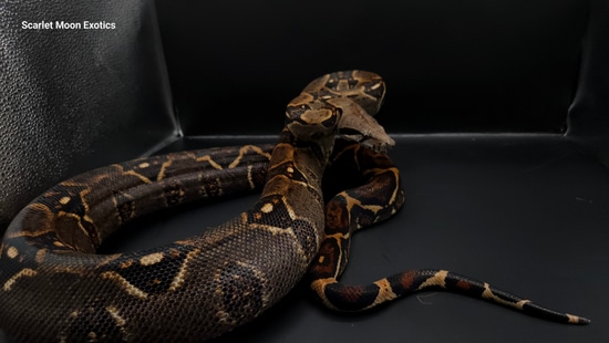 (Rare) Male Costa Rican Liberian Boa Constrictor by Scarlet Moon Exotics