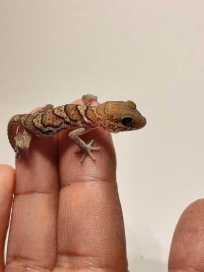 Pictus Gecko - Paroedura Picta More Gecko by Xolo Exotic Geckos