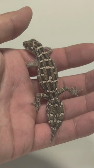 Proven Breeder Female Viper Gecko - Hemidactylus Imbricatus by Xolo ...