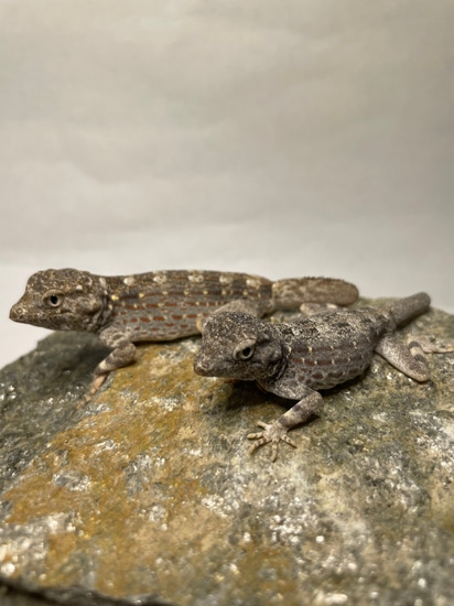 PAIR Scorpion-tailed Geckos - Pristurus Carteri More Gecko by Xolo ...