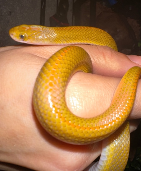 Lamprophis Aurora House Snake by Excelsior Exotics