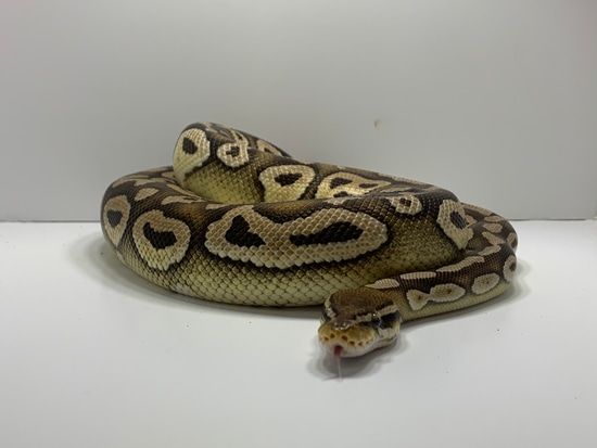 Pastave Het Monsoon Ball Python by West Texas Royal Pythons