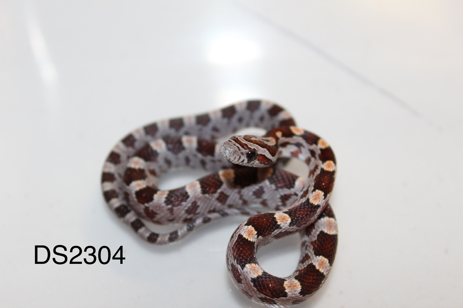 Normal W/ Hets Corn Snake by Garcia Snakes - MorphMarket