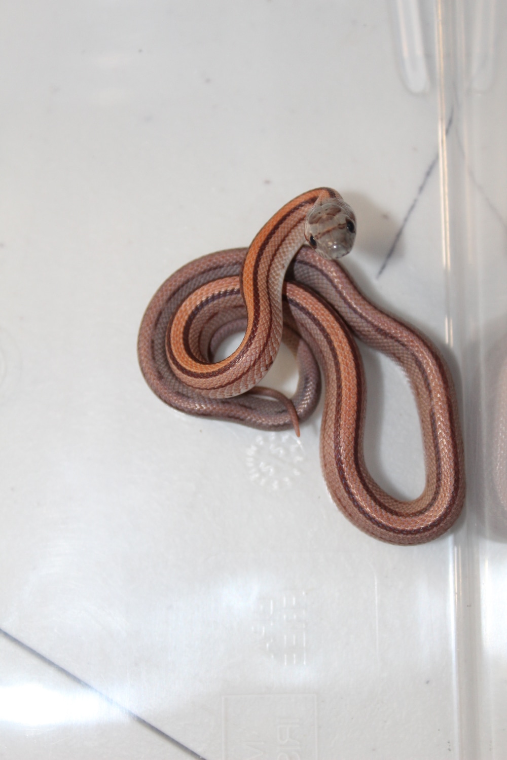 Caramel X Ghost Stripe Corn Snake by Garcia Snakes - MorphMarket