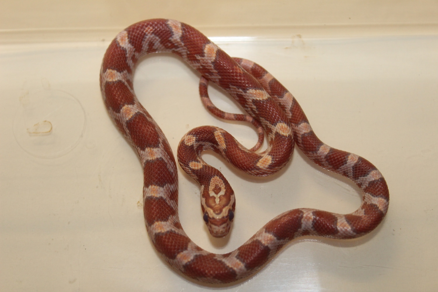 Ultramel Corn Snake by Garcia Snakes - MorphMarket