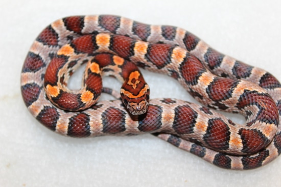 Red Factor Okeetee Corn Snake by Garcia Snakes