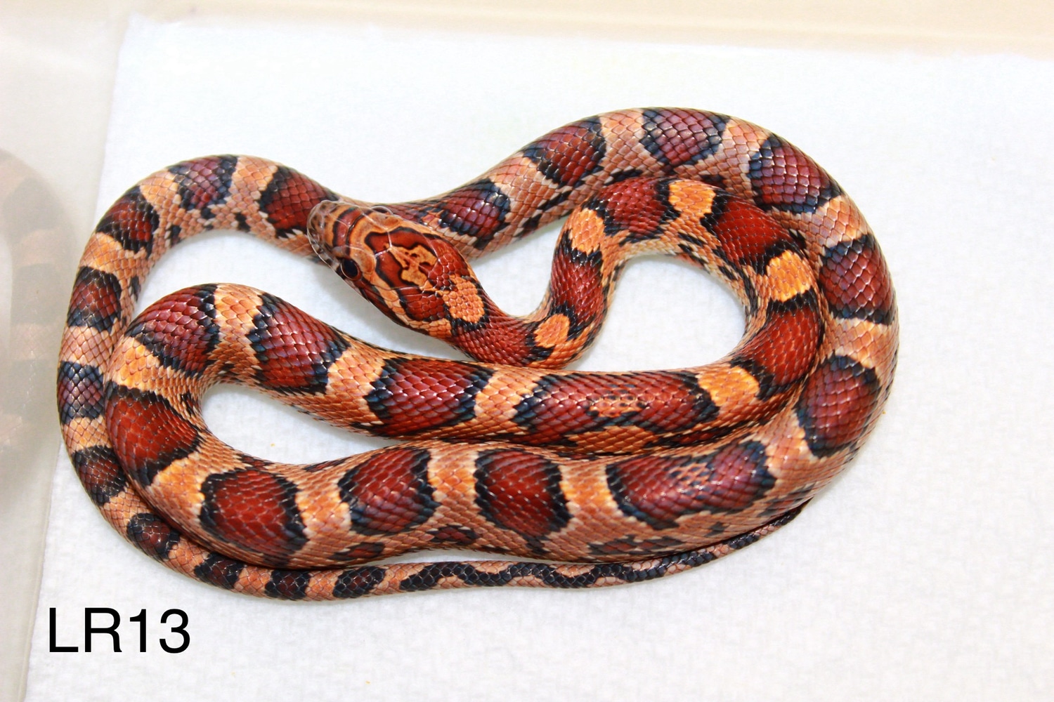 Red Factor Okeetee Corn Snake by Garcia Snakes - MorphMarket