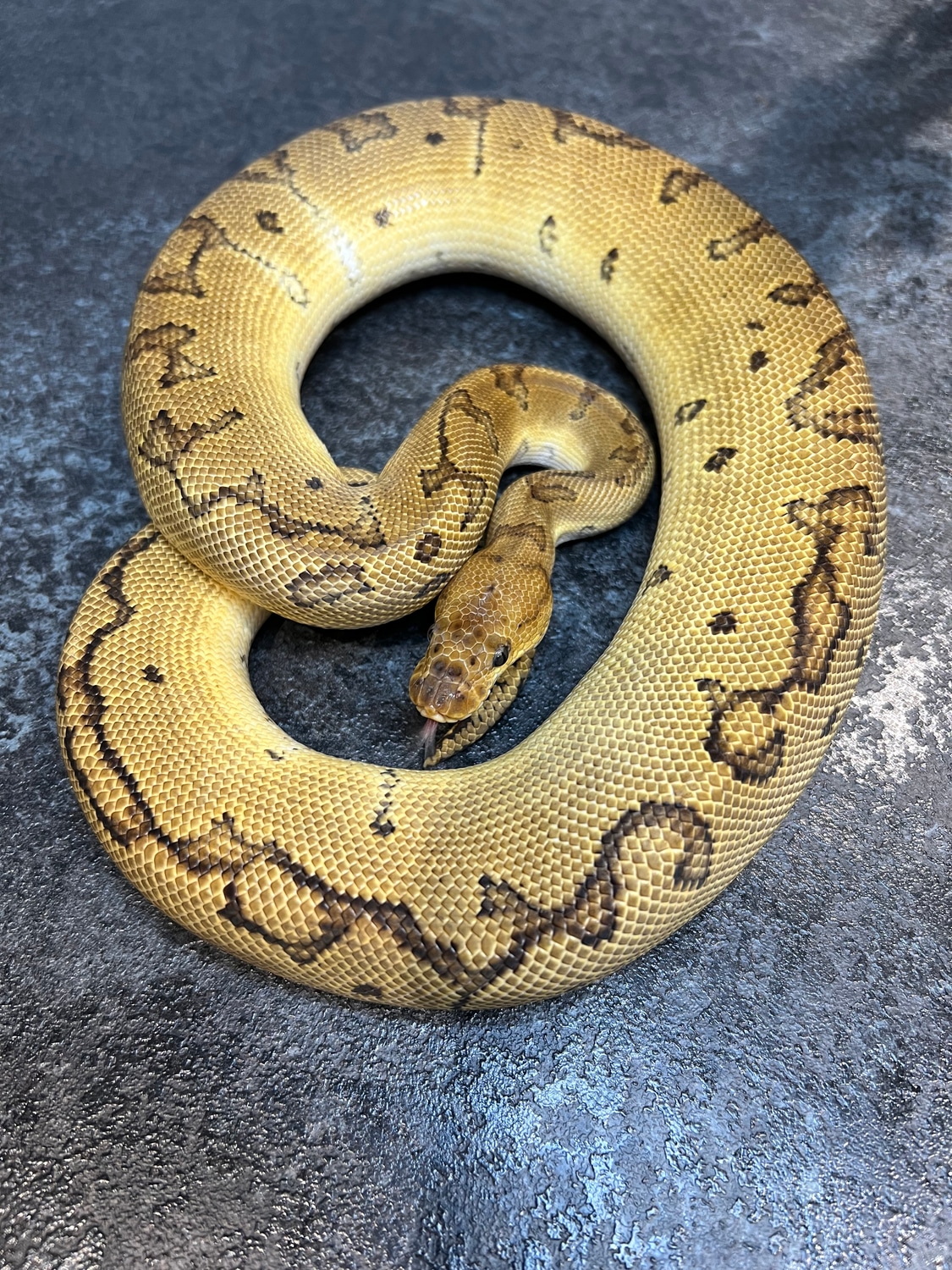 Pinstripe Chocolate Clown Ball Python by JVK Reptiles and Racks ...