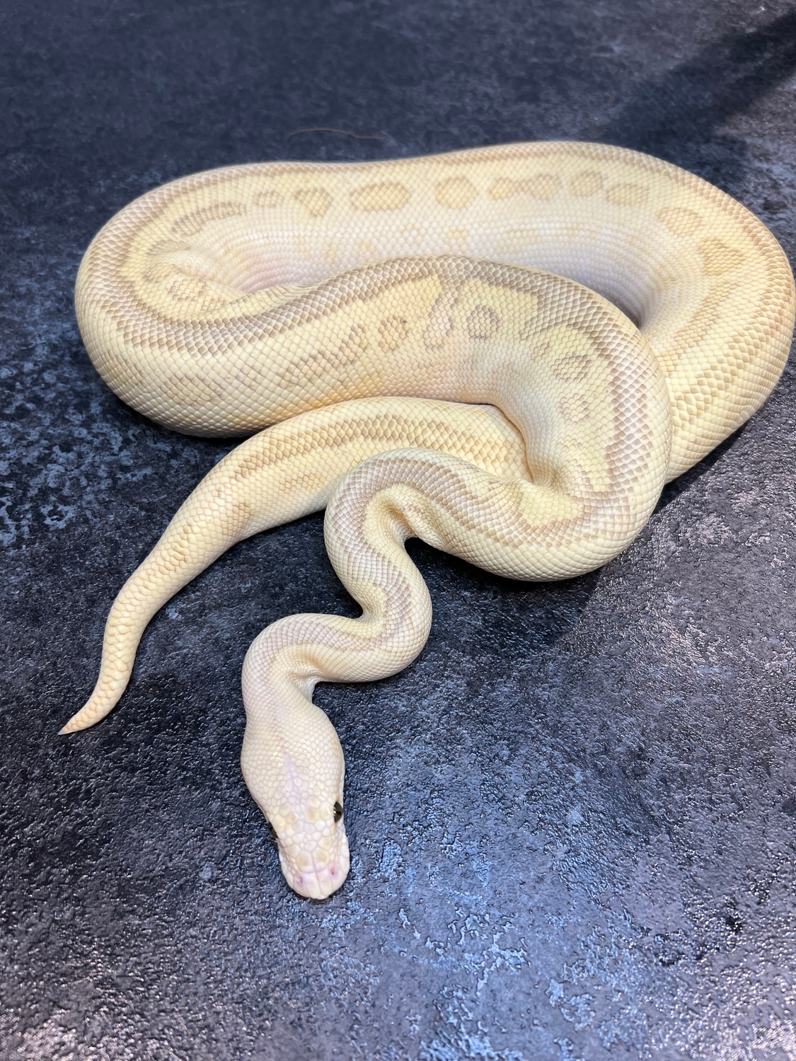 Pastel Butter Batman Ball Python by JVK Reptiles and Racks - MorphMarket