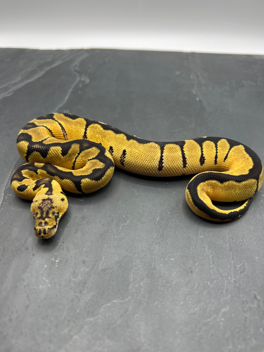 Pastel Vanilla Clown Ball Python by JVK Reptiles and Racks - MorphMarket