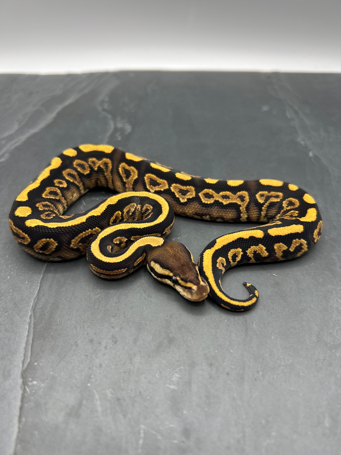 Black Pastel Orange Dream Yellowbelly Het Clown Ball Python by JVK ...