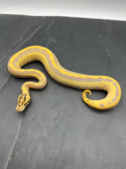 McKenzie Leopard Mojave Orange Dream Enchi Yellowbelly Het Clown Ball ...