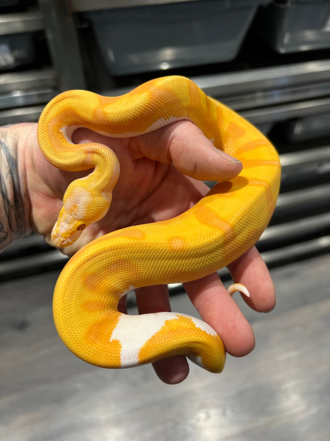 HI Intensity Orange Dream Enchi Yellowbelly Dreamsicle Ball Python by ...