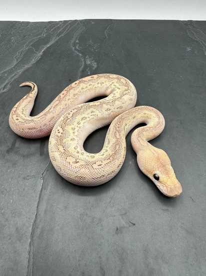 Bongo Bamboo Yellowbelly Fire Clown Ball Python by JVK Reptiles and Racks