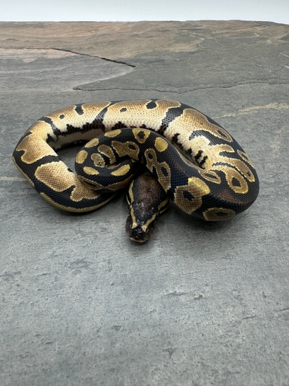 Axanthic Het Monarch Het Pied Ball Python by JVK Reptiles and Racks