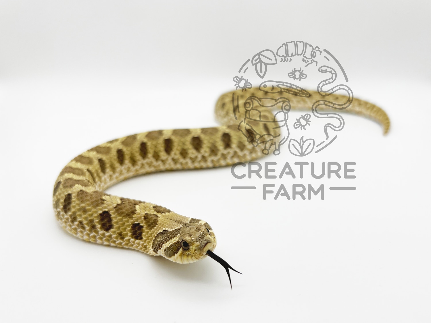 Lemon Ghost Subadult FEMALE Western Hognose by Creature Farm - MorphMarket