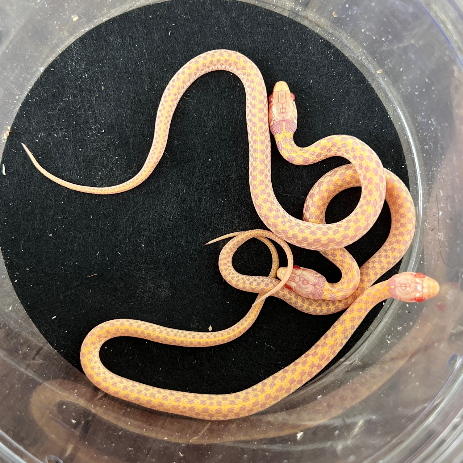 Forbidden Spaghetti / 2021 Albino Checkered *ONE LEFT* Garter Snake by ...