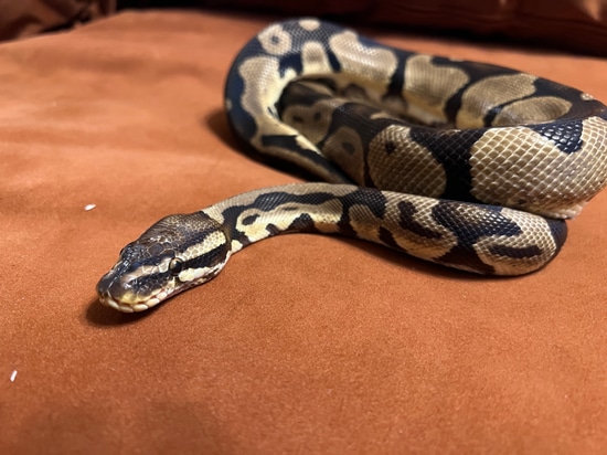 Barney / ADULT Pastel Male / Very Friendly / Unknown Lineage Ball ...