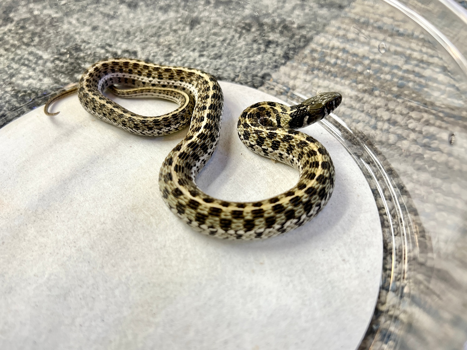 Checkered | 100% Het Granite Garter Snake by Creature Farm - MorphMarket