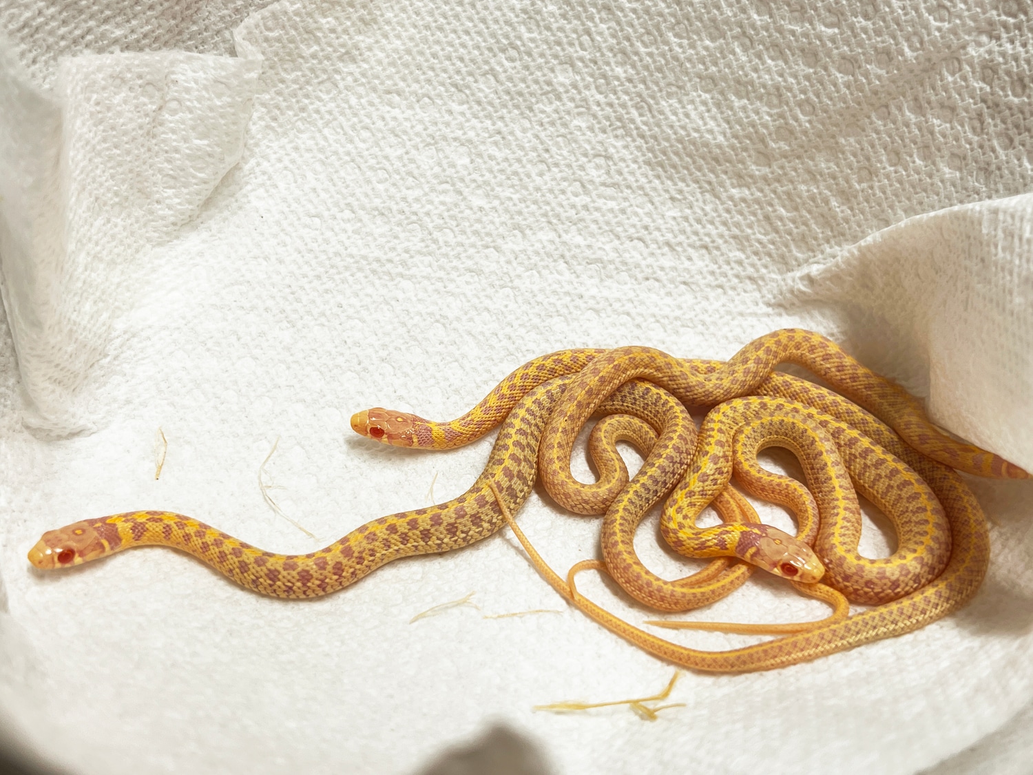 Albino Checkered Garter Snake by Creature Farm - MorphMarket