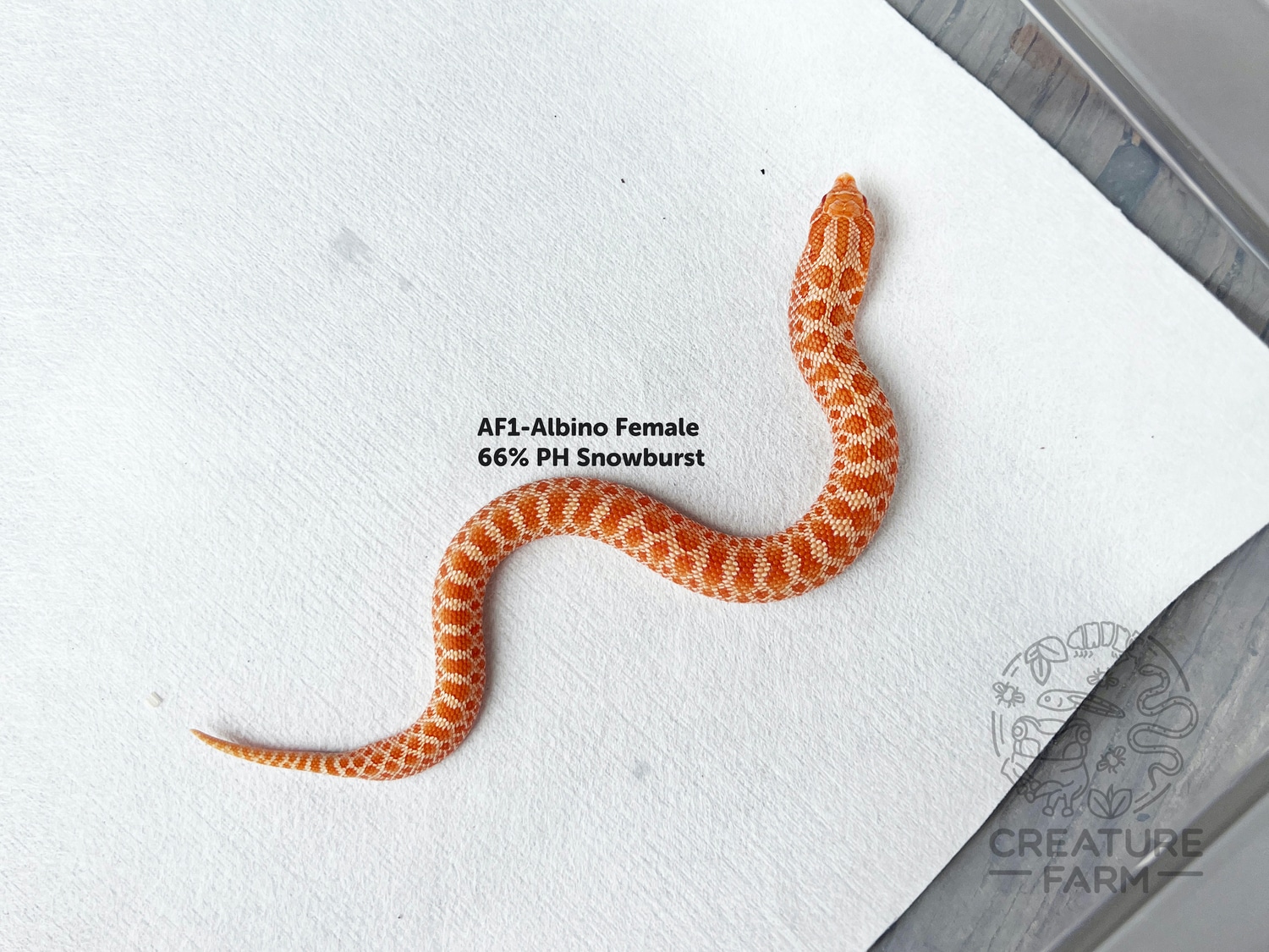 Memorial Weekend Sale - Albino 66% PH Snowburst Western Hognose by ...