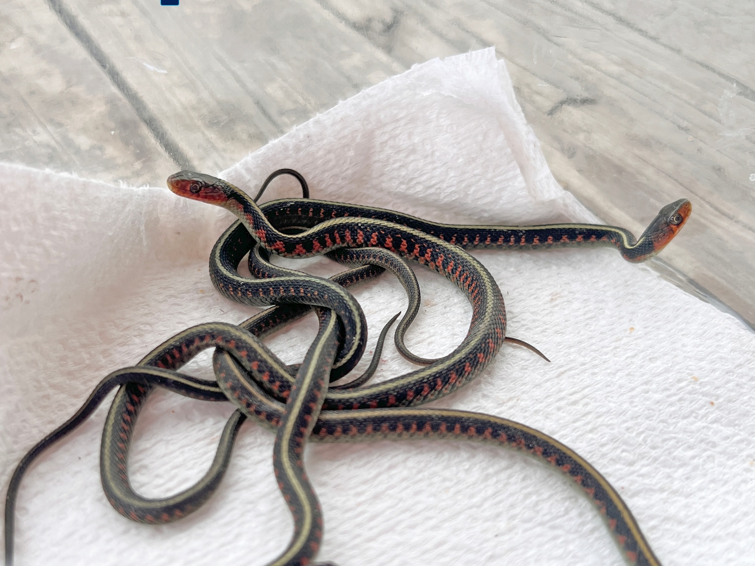 CBB Oregon Red-Sided Garter Babies Garter Snake by Creature Farm ...