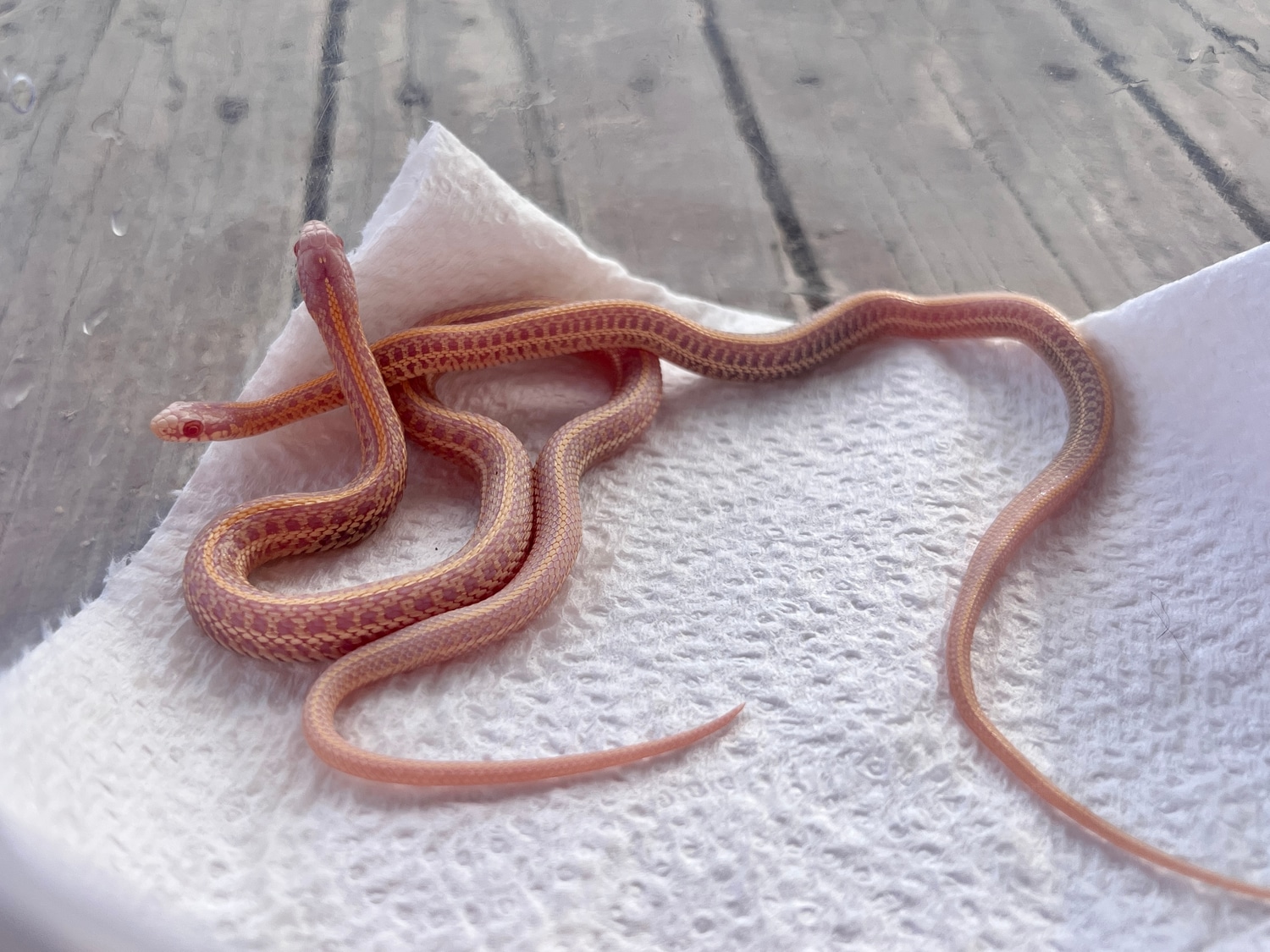Albino Plains Garter Babies Garter Snake by Creature Farm - MorphMarket