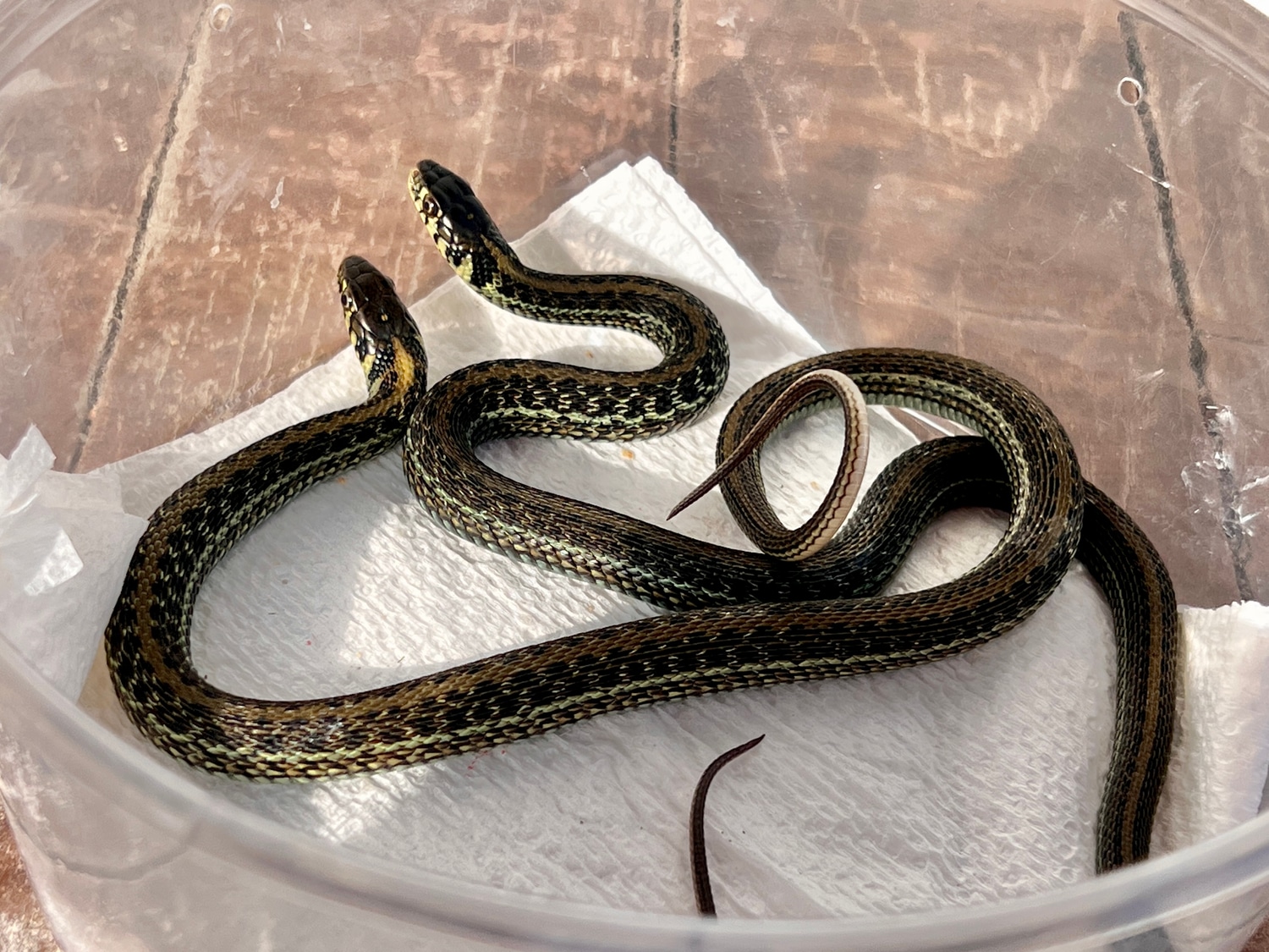 Scott's Mexican Garter Snakes by Creature Farm - MorphMarket