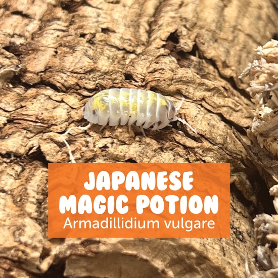 Japanese Magic Potion Isopods by Creature Farm
