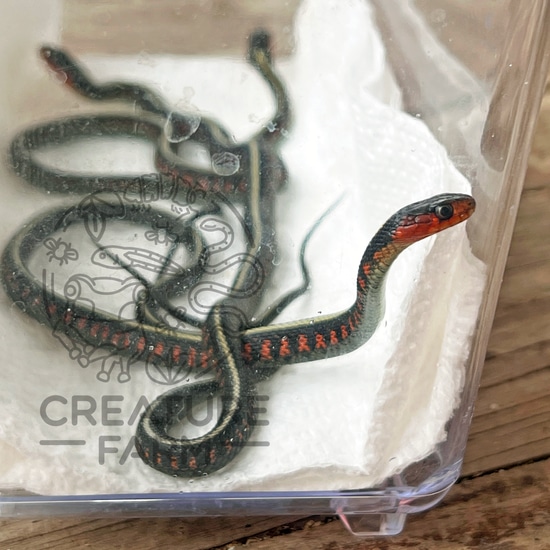 TWO LEFT - CBB Oregon Red-Sided Garter Babies Garter Snake by Creature Farm