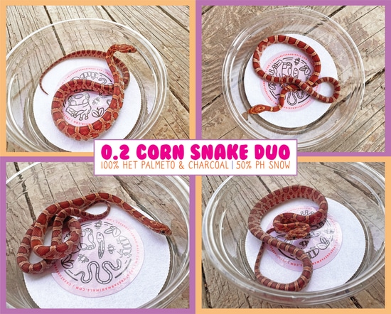 Corn Snake Duo | HET Palmetto & Charcoal | PH Snow by Creature Farm