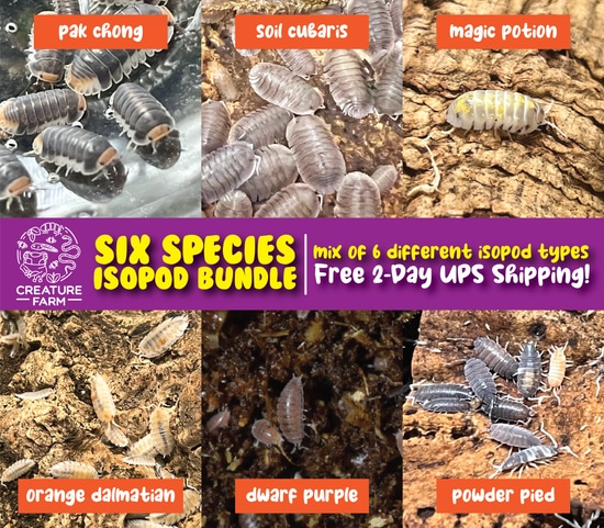 Six-Species Isopod BUNDLE! by Creature Farm