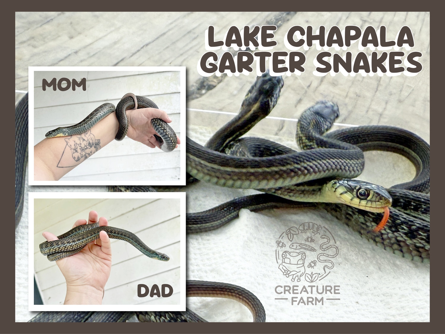 Lake Chapala Garter Snakes