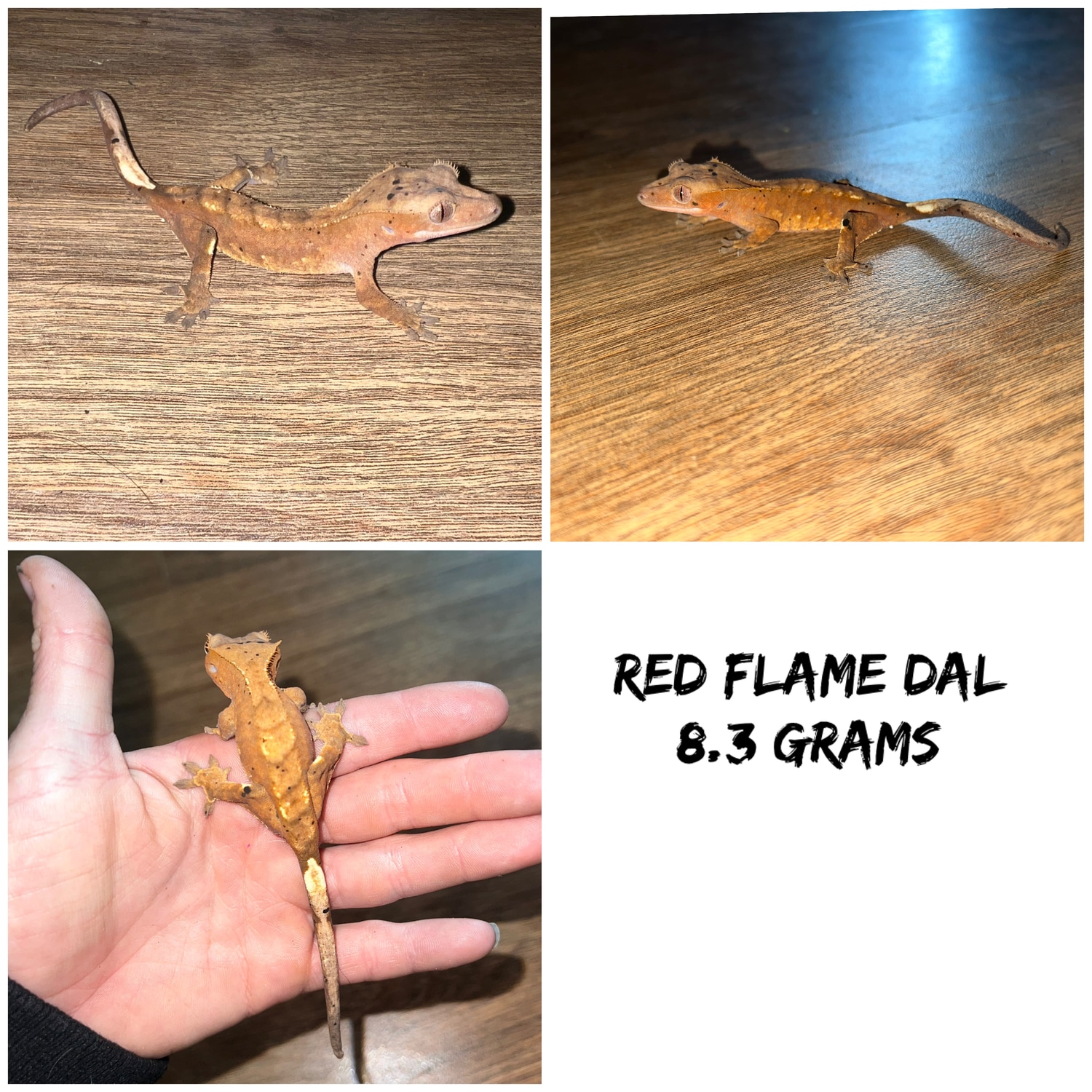 Red Flame Dalmatian Crested Gecko by Eye Licker Geckos & Exotics ...