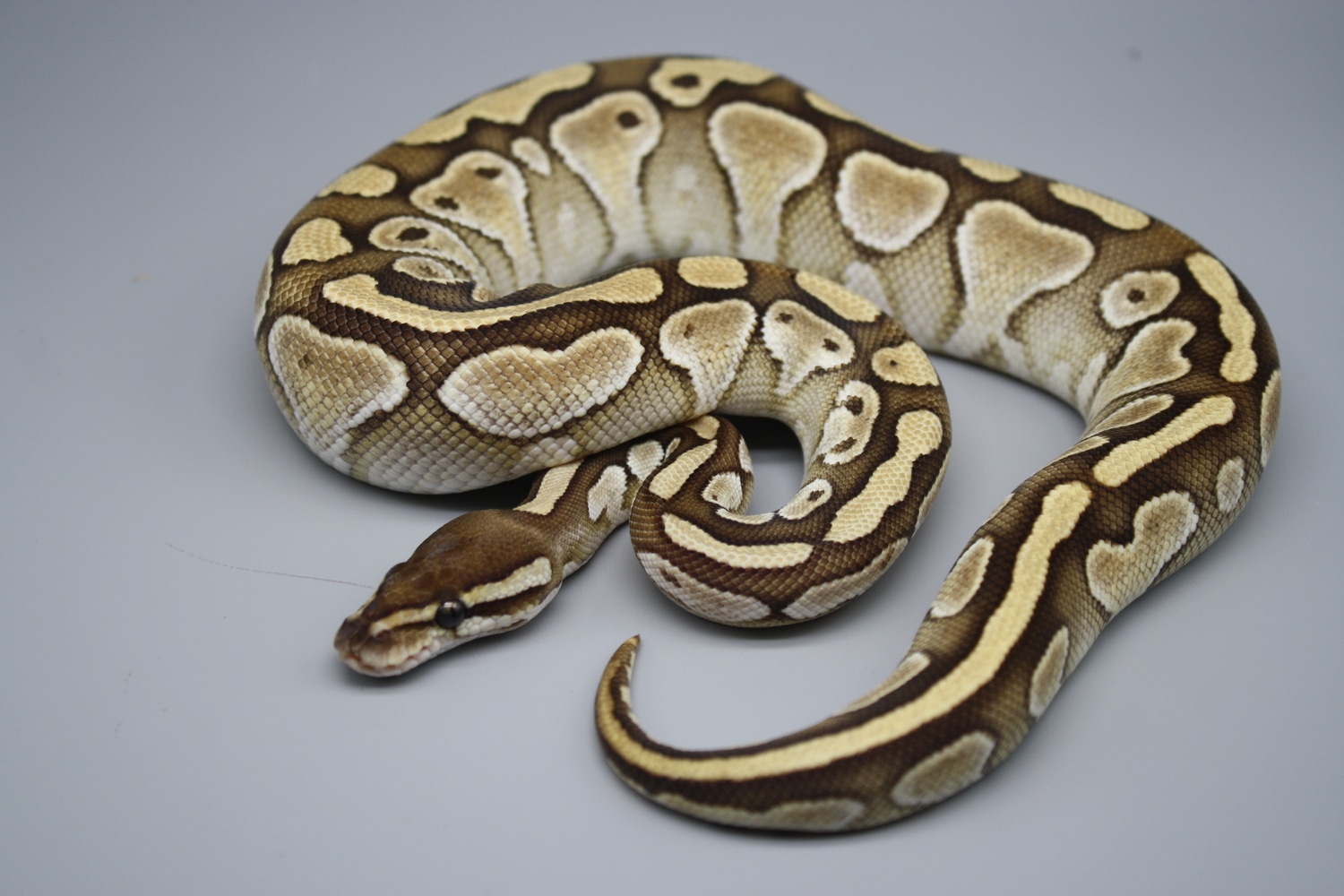 Fire Lesser Het Genetic Stripe Ball Python by Walker Texas Reptiles ...