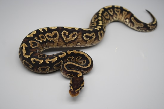 Yellow Belly Paint Ball Python by Walker Texas Reptiles