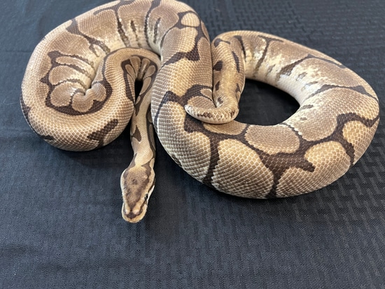 Spider + Ball Python by Walker Texas Reptiles