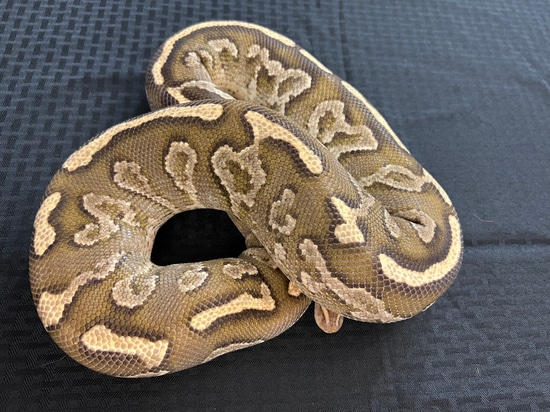 Mystic Huffman Yellow Belly Ball Python by Walker Texas Reptiles