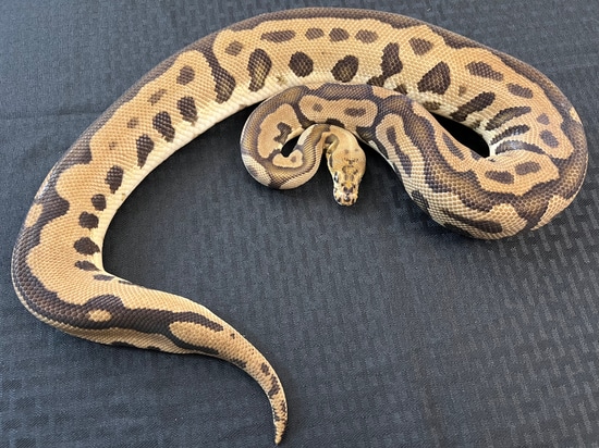 Batman Ball Python by Walker Texas Reptiles