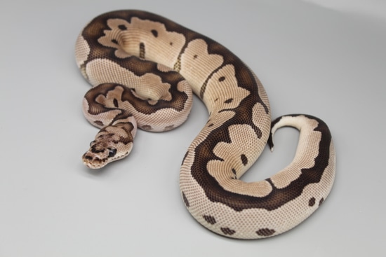 VPI Axanthic Clown Ball Python by Walker Texas Reptiles