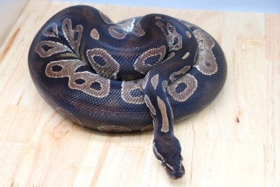 Black Head Red Gene Ball Python by Walker Texas Reptiles