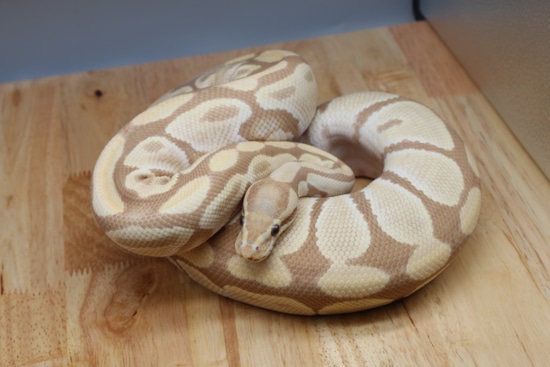 Candy Ball Python by Walker Texas Reptiles