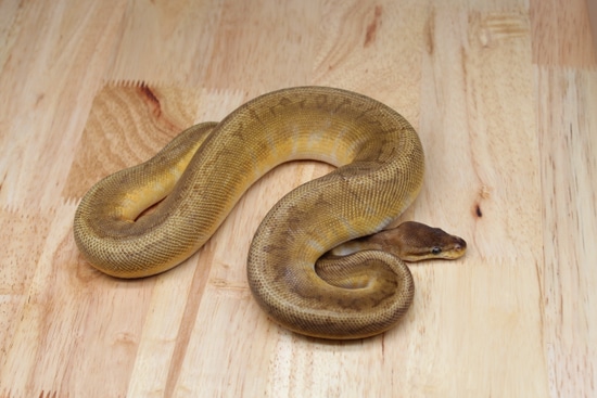 Sunset Pinstripe Ball Python by Walker Texas Reptiles