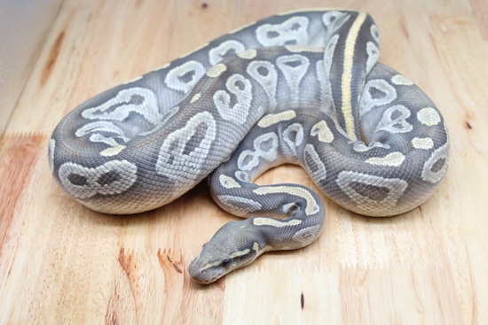 0.1 Phantom Hypo Ball Python by Walker Texas Reptiles