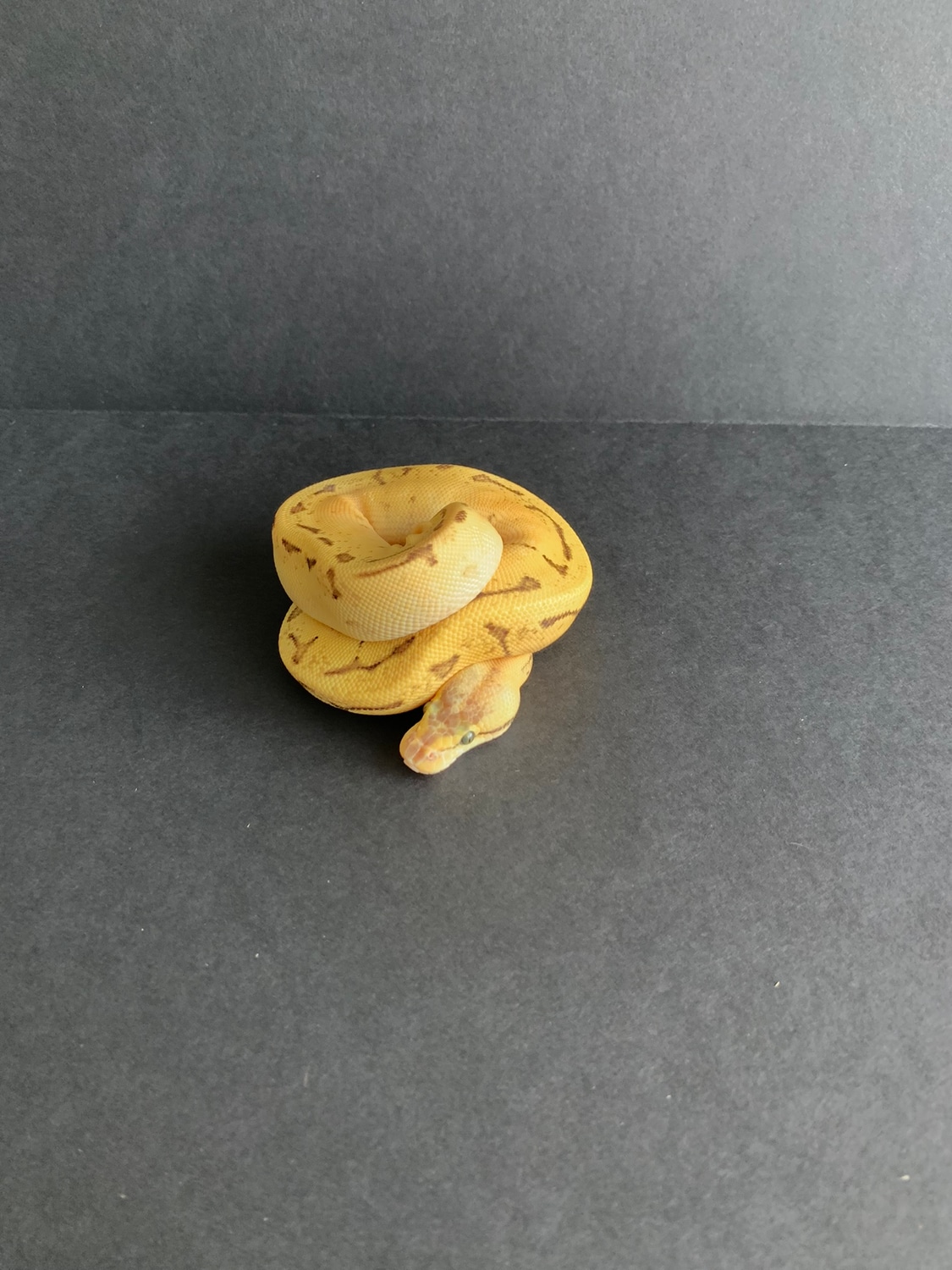 Pastel Fire Enchi Pinstripe Ball Python by Reptile Culture - MorphMarket