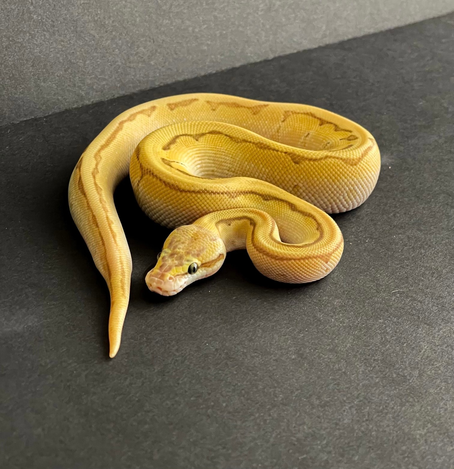Pastel Enchi Lesser Pin Het Pied Ball Python by Reptile Culture ...