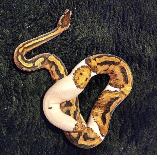 Pied Ball Python Poss. Cinnamon by Royal Noods