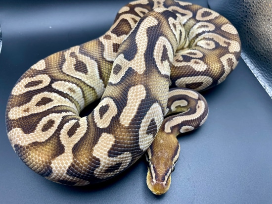 Super Pastel Mojave Ball Python by Killer Cold Bloods